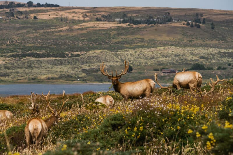 Everything You Need To Know About Hiking Tomales Point Trail - A ...