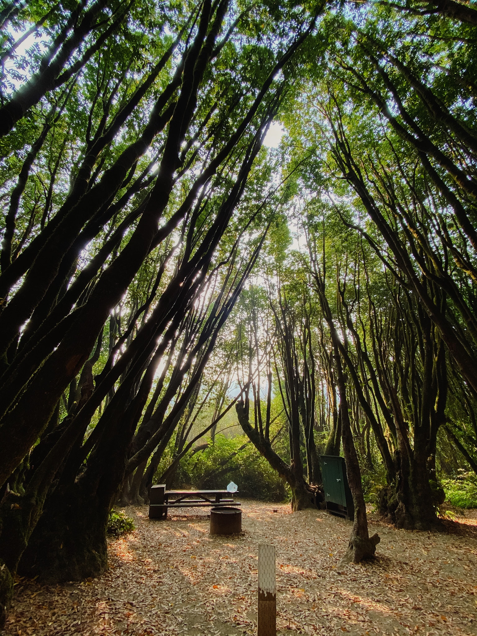 Camping in Gualala | One of Our Favorite Campsites in NorCal - A ...