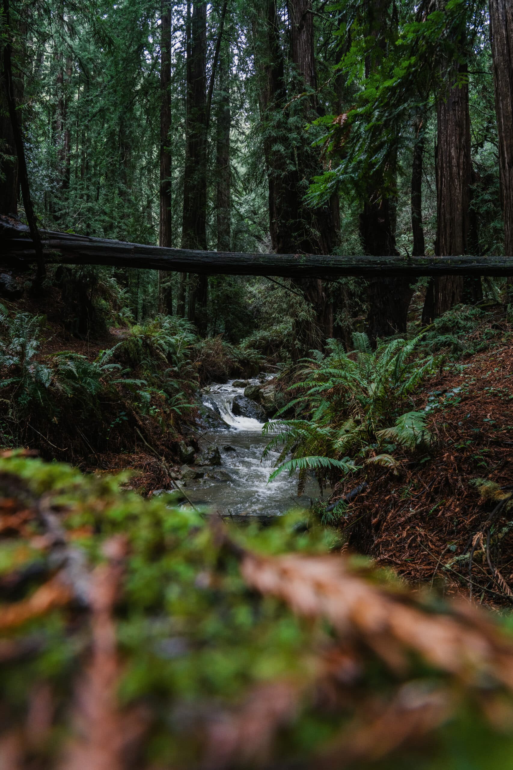 Camping at Steep Ravine: Where Ocean Views and Adventure Meet - A ...